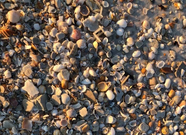 10 fun Shell Craft Ideas to Showcase Your Collection